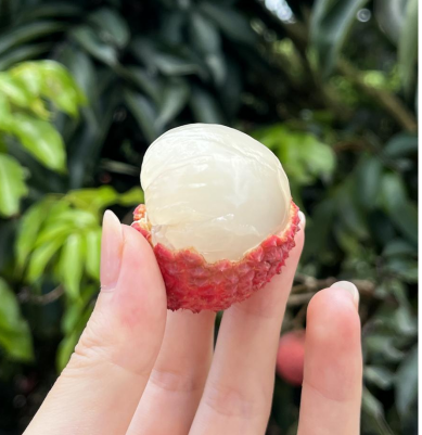 Guiwei lychee has a natural and delicious taste! - Zhangzhou ...