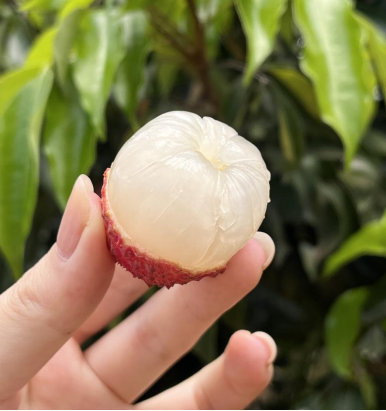 Guiwei lychee has a natural and delicious taste! - Zhangzhou ...