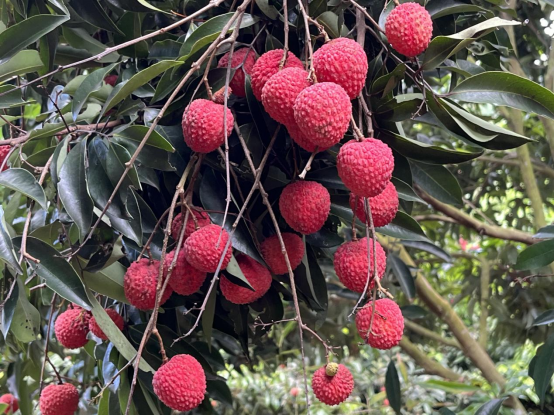 Guiwei lychee has a natural and delicious taste! - Zhangzhou ...