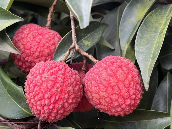 Guiwei lychee has a natural and delicious taste! - Zhangzhou ...